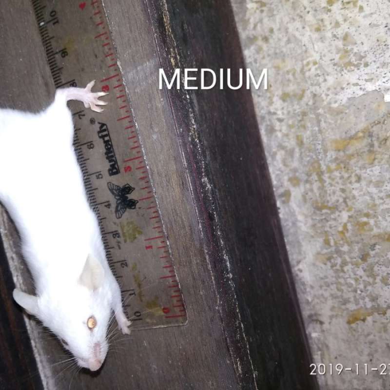 Jual mencit size medium di Seller Kratos - Pegangsaan, Kota Jakarta ...