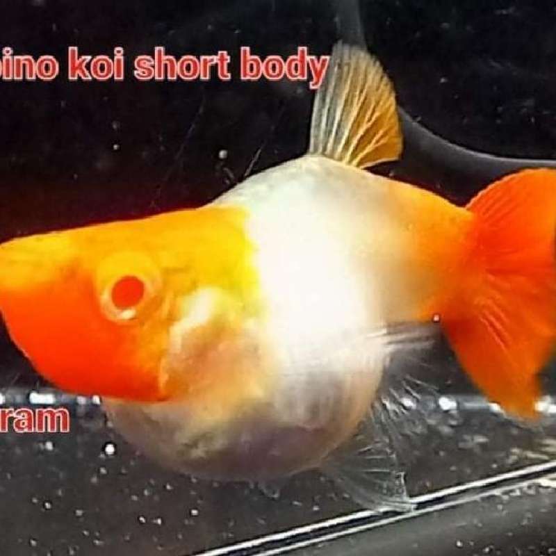 Jual albino koi Short body grade A per pasang di Seller Setio Pramono ...