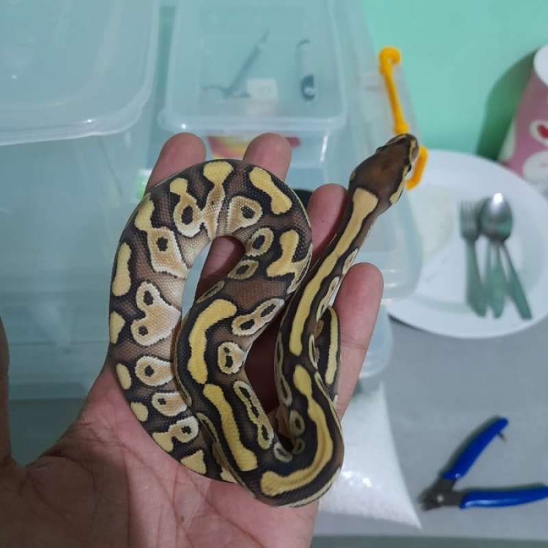 Promo ball python lesser 100% het clown female Diskon 23% di Seller ...