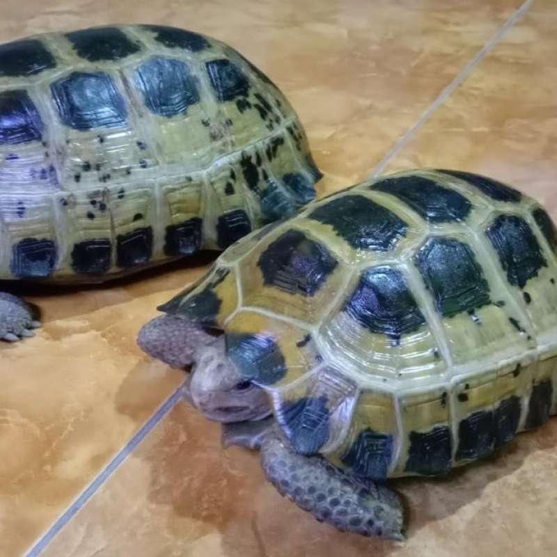 Jual forsteni tortoise jantan ready kak di Seller Enigma - Kapuk, Kota ... Jual forsteni tortoise jantan ready kak di Seller Enigma - Kapuk, Kota ...