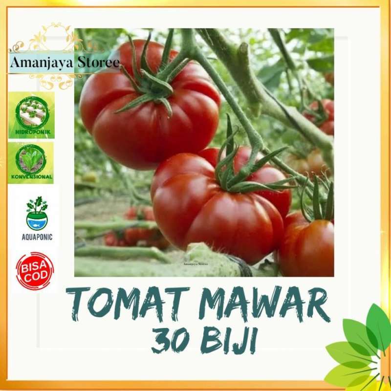 Jual Benih biji TOMAT MAWAR / benih sayur/ hidroponik di Seller ...
