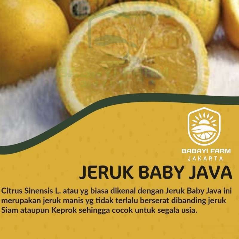 Jual Buah Jeruk Baby Java / Jeruk Peras Baby Di Seller Babay! Farm ...