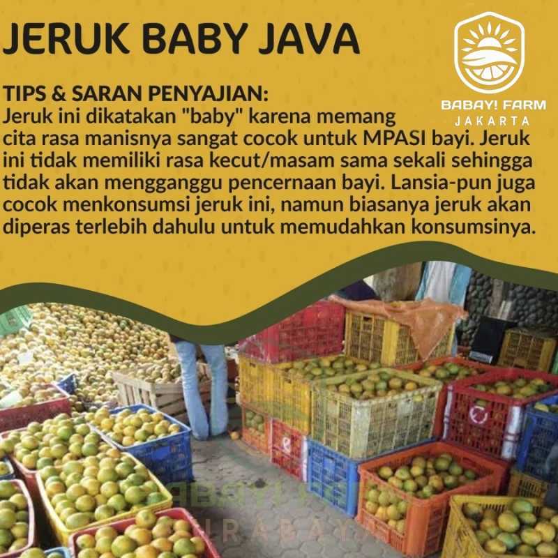 Jual Buah Jeruk Baby Java / Jeruk Peras Baby Di Seller Babay! Farm ...