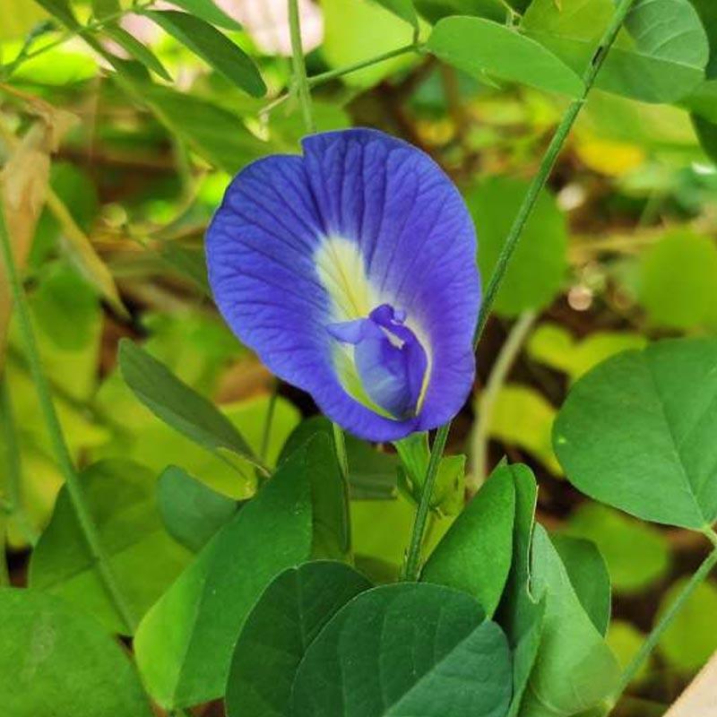 Jual Bibit Tanaman Kembang Teleng / Pohon Merambat bunga Telang di ...