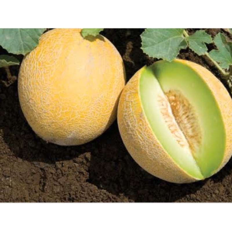Melon Kg Gratis Ongkir 🔥 Harga Murah Juni 2026