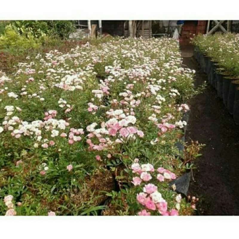 Jual Bibit Bunga Baby Rose / Tanaman Hias Mawar Mini Di Seller Grosir ...