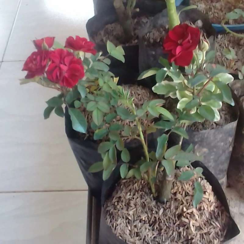 Jual Bibit Bunga Mawar Baby Rose Kelopak Besar Dan Rimbun - Putih Di ...