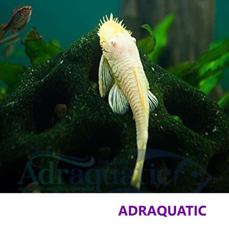 Jual Ikan Hias Brushmouth Albino Ancistrus Algaeter Algae Eater Sapu