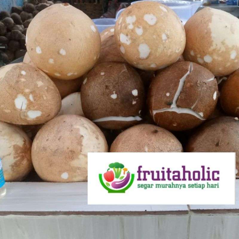 Jual Kelapa Tua Termurah - Harga Grosir Terupdate Hari Ini | Blibli