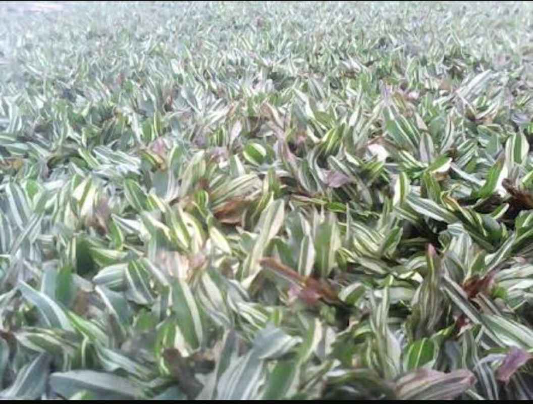 Jual Rumput Gajah Mini Varigata - Rumput Gajah Mini Putih di Seller ...