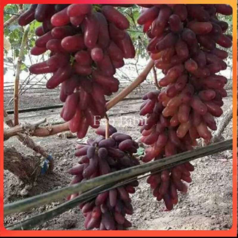 Promo Bibit Anggur Import Karnaval ( Carnival ) Crv Grafting Original ...