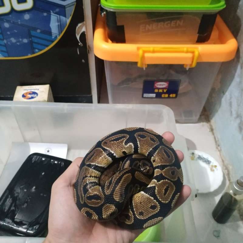 Promo (sold) ball python normal het lavender Diskon 23% di Seller ...
