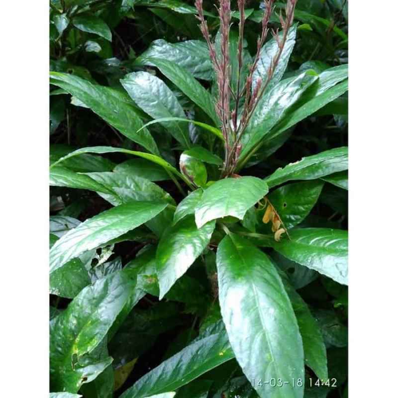 Jual Daun Reundeu Segar Lalapan Lalap Khas Sunda Jawa Barat Di Seller ...