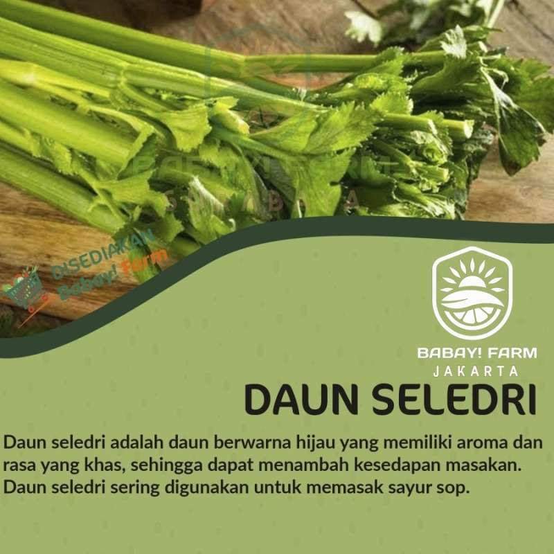 Jual Seledri 1 Ikat Termurah - Harga Grosir Terupdate Hari Ini | Blibli