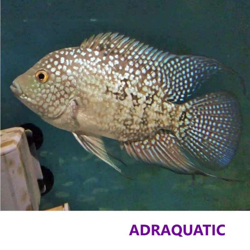 Jual IKAN HIAS LOUHAN RED TEXAS FLOWERHORN AIR TAWAR di Seller ...