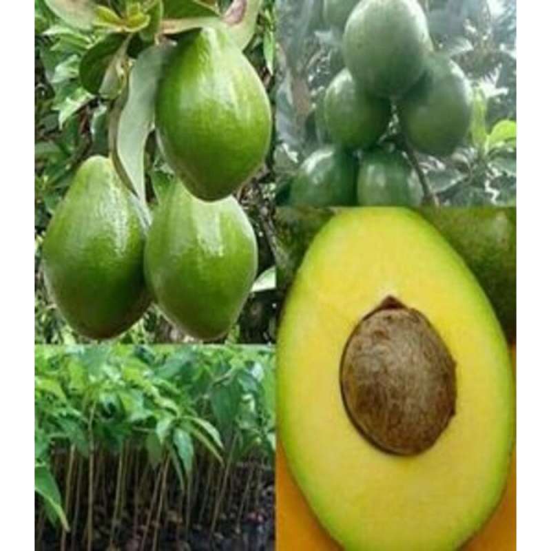 Promo Bibit Pokok Buah Alpukat Markus Super Unggul Diskon 56% Di Seller ...
