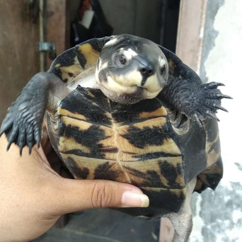 Jual kura kura air/kura Piput/kura darat di Seller Enigma - Kapuk, Kota Jakarta Barat | Blibli