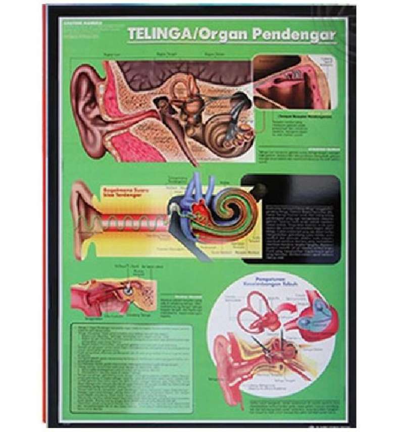 Jual POSTER ANATOMI ORGAN TUBUH TELINGA MANUSIA / ORGAN PENDENGARAN di ...