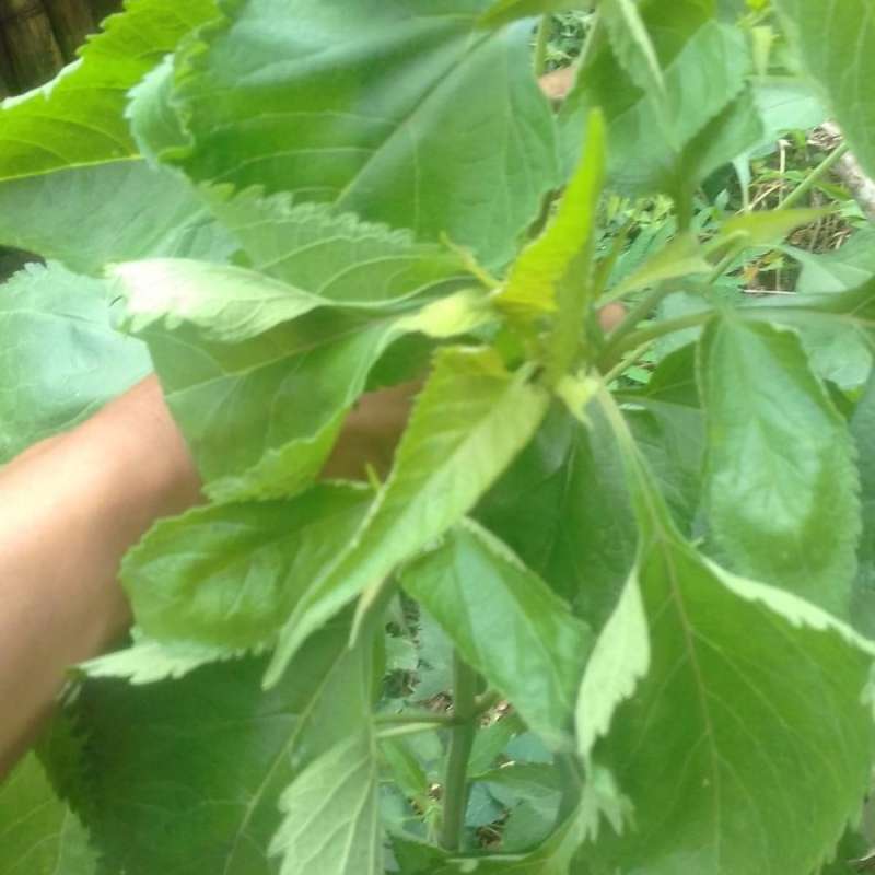 Jual daun kirinyuh atau marengo(Chomolaena odorata)segar pres di Seller ...