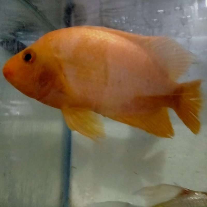 Promo Hiasan Aquarium Ikan Red Devil Ikan Predator Cocok Buat Tankmate ...