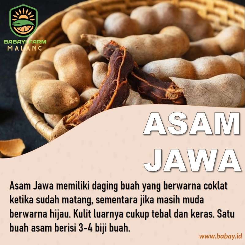 Jual Asam Jawa 250 500 gr / 1 kg di Seller Babay! Farm Malang - Girimoyo, Kab. Malang | Blibli