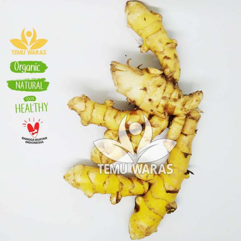 Jual Temu Giring atau Kuning Gajah Segar 1kg Organik - Asli Gunung ...