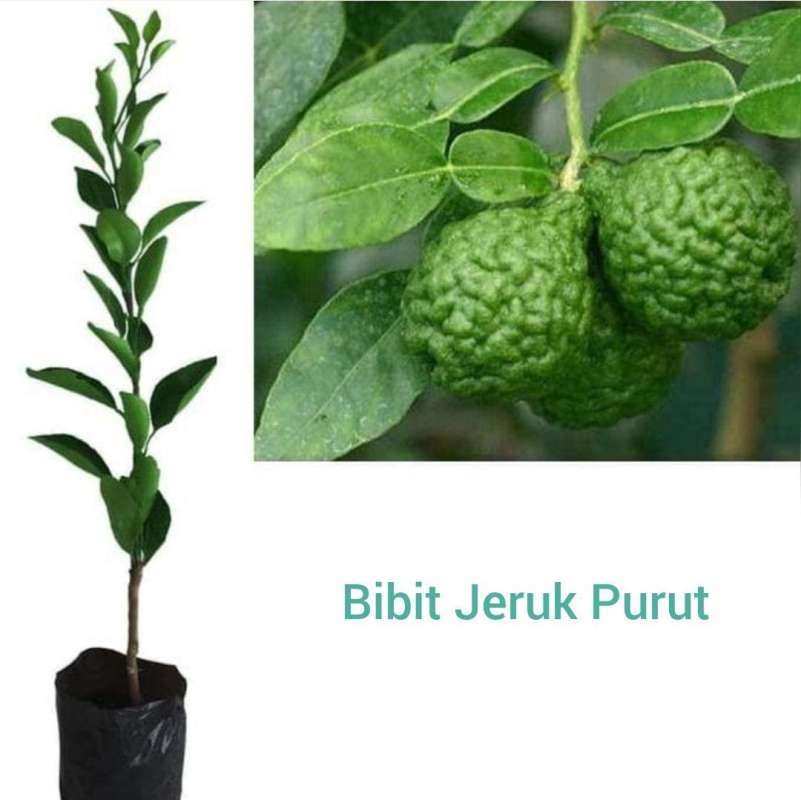 Pohon Jeruk Purut