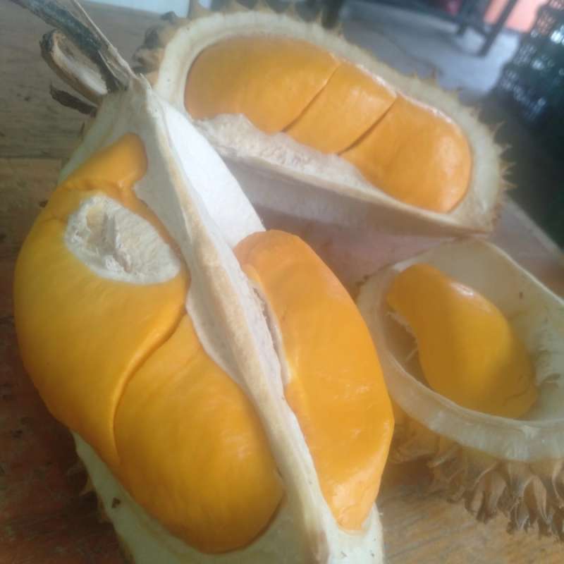 Jual Durian Lay Organik Kalimantan di Seller Gintingfresh88 - Dukuh ...