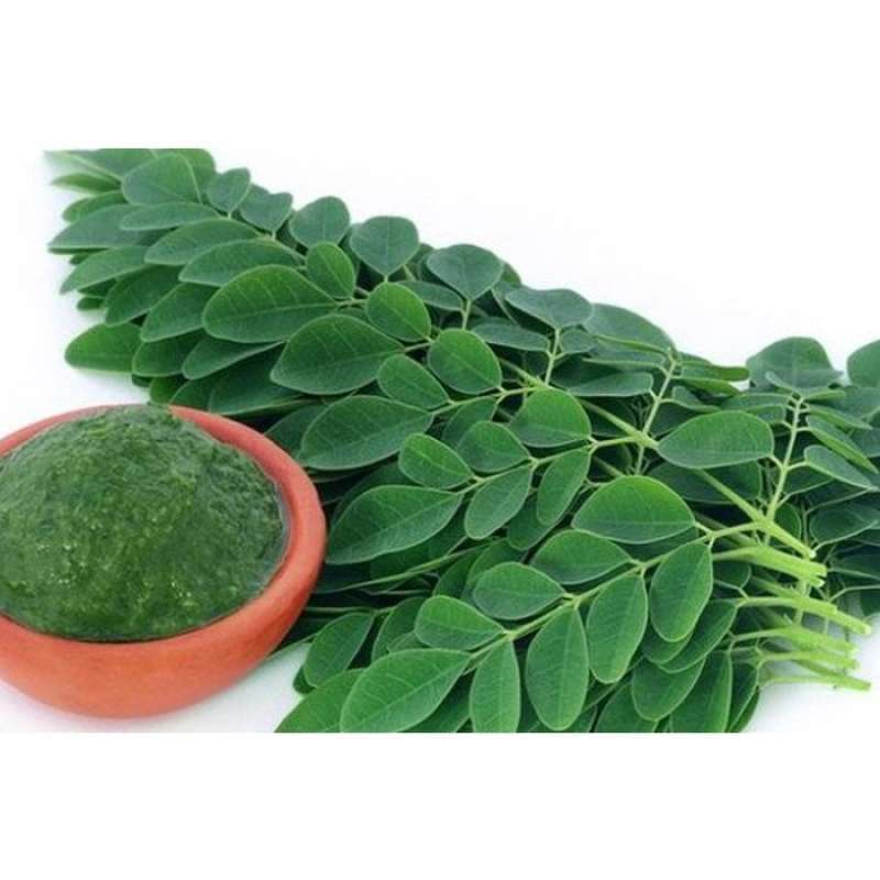 Promo Daun Kelor Asli Segar Organik Moringa Teh Daun Kelor Herbal Alami ...