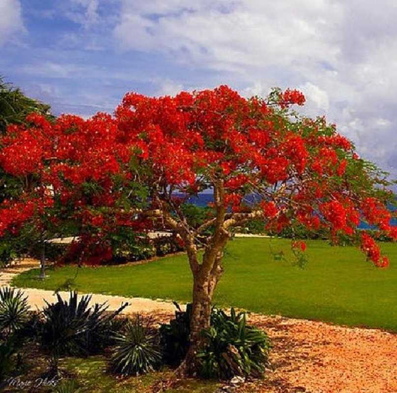 Pohon Flamboyan