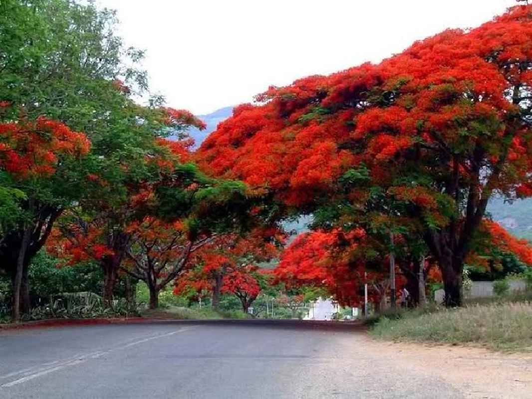 Pohon Flamboyan