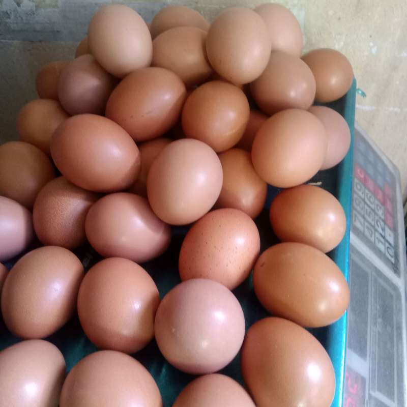 Jual telur ayam negeri 1 kg Halal di Seller Multi Cakra Solusindo ...