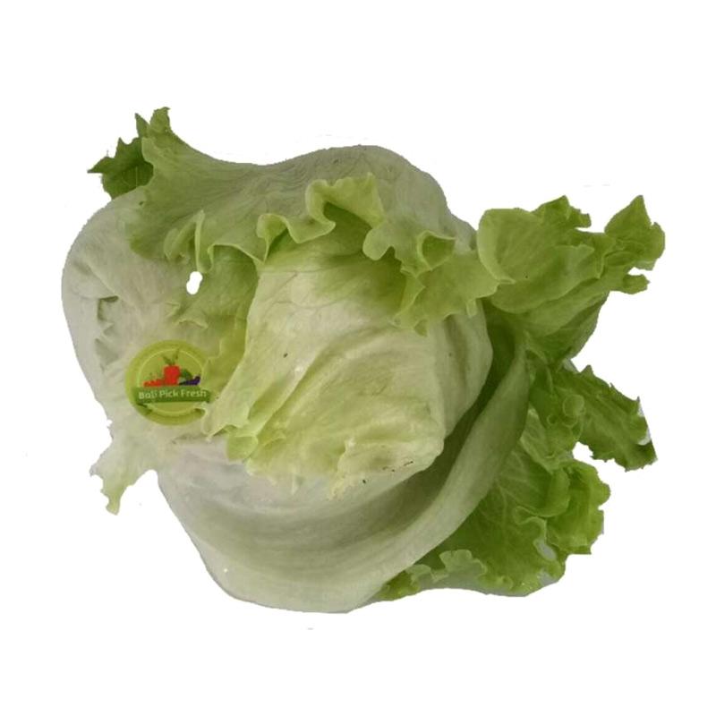 Jual Bali Pick Fresh Selada Hijau - Lettuce Head [500 g] di Seller Bali ...