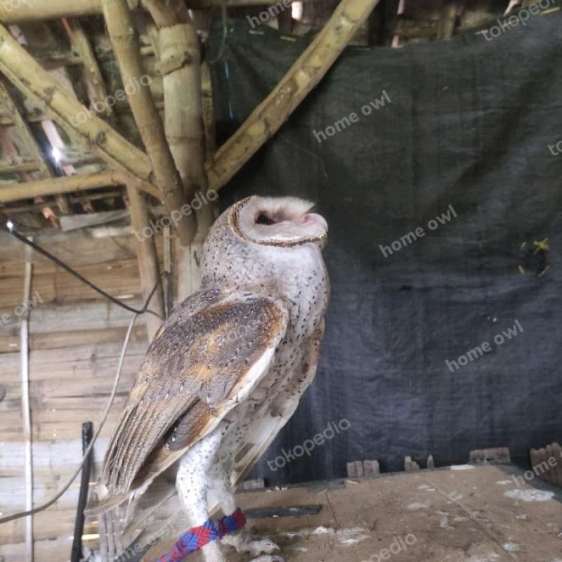 Burung Hantu Albino