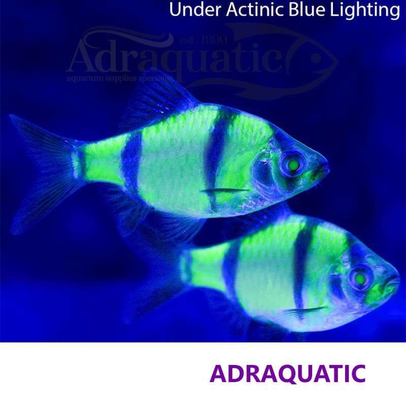 Jual IKAN HIAS GLOFISH GREEN TIGER BARB SUMATRA SUMATERA AIR TAWAR di ...