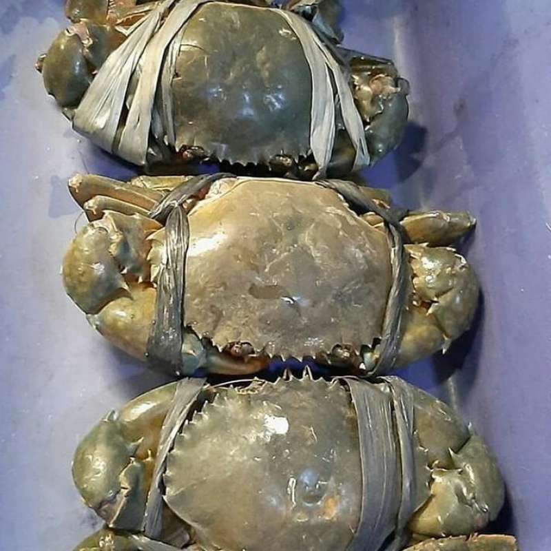 Gambar Kepiting