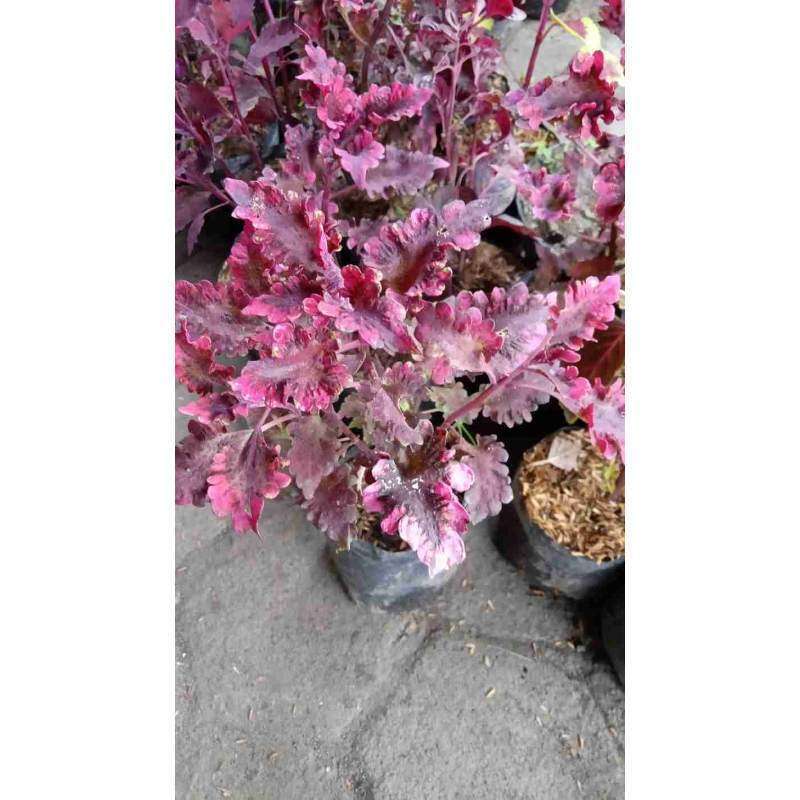 Jual Tanaman Daun Ungu 💯 Harga Murah & Kualitas Terbaik Mei 2026