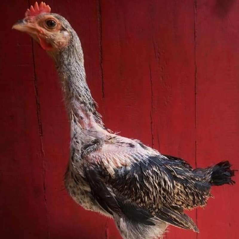 Promo Oem Anakan Pitik Ayam Pelung Jumbo Asli Original 1 Ekor Diskon 50 ... Promo Oem Anakan Pitik Ayam Pelung Jumbo Asli Original 1 Ekor Diskon 50 ...