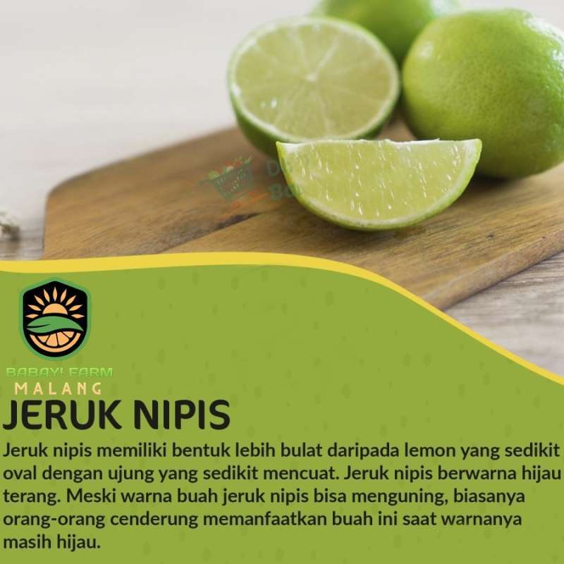 Jual Jeruk Nipis Pecel Segar / 250 500 gr 1 kg di Seller Babay! Farm ...