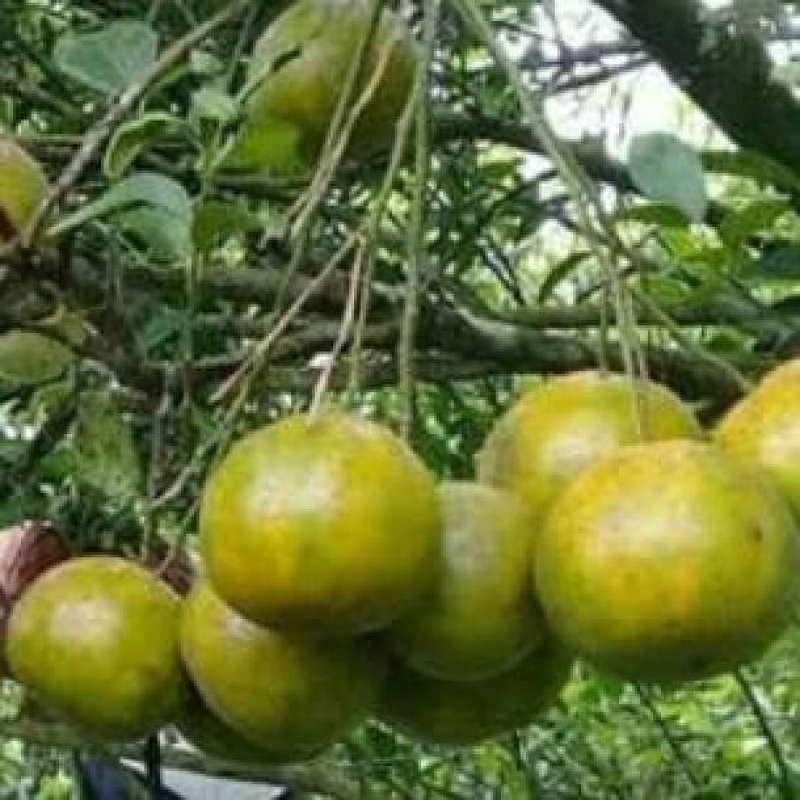 Jual Buah Jeruk Siam Banyuwangi Manis - Buah Segar Ibaza Fruitbox Di ...