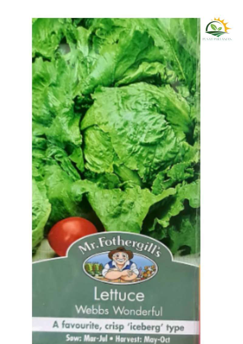 Jual Benih Selada Hijau Lettuce Webbs Wonderful Pack 1250 Biji Bibit ...