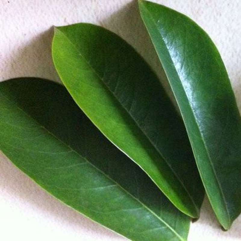 Jual Daun Sirsak Segar Teh Daun Sirsak Kering Annona Muricata L ...