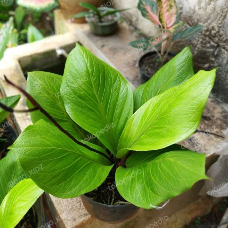 Promo Anthurium jemani dewasa | ukuran besar tanaman hias antorium ...