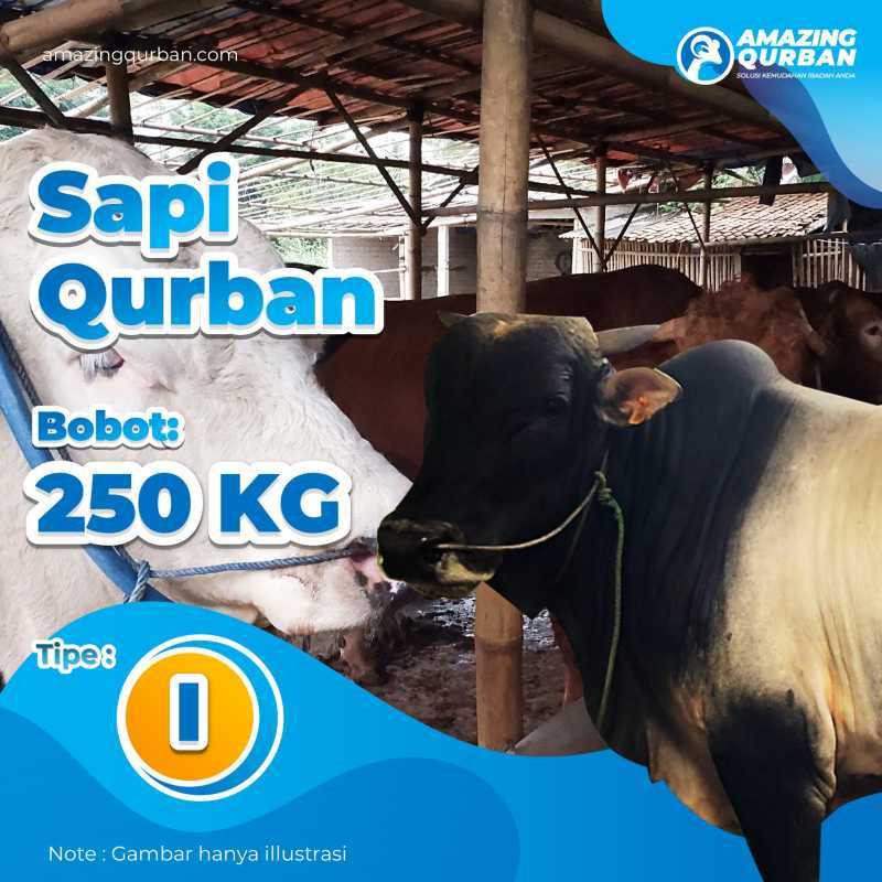 Jual JUAL SAPI BALI Bobot 250kg Free Ongkir dengan kualitas baik dan ...
