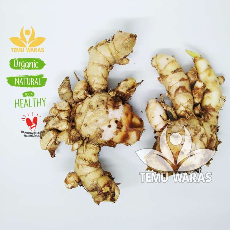 Jual Rimpang Temu Ireng atau Temu Hitam Segar 1kg - Asli Gunung Kidul ...