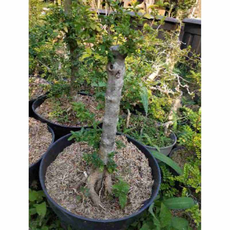 Jual Bahan Bonsai Legistrum Berbagai Bentuk Di Seller Mari Berkebun ...