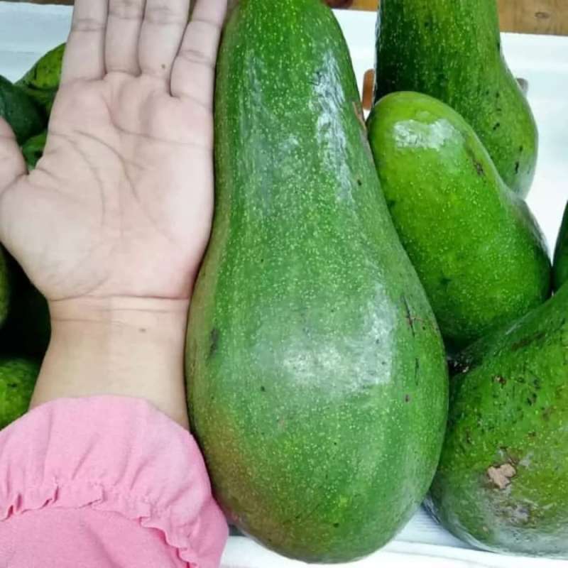 Jual Tanaman Alpukat Aligator Super Jumbo Genjah Cocok Untuk Tabulampot ...