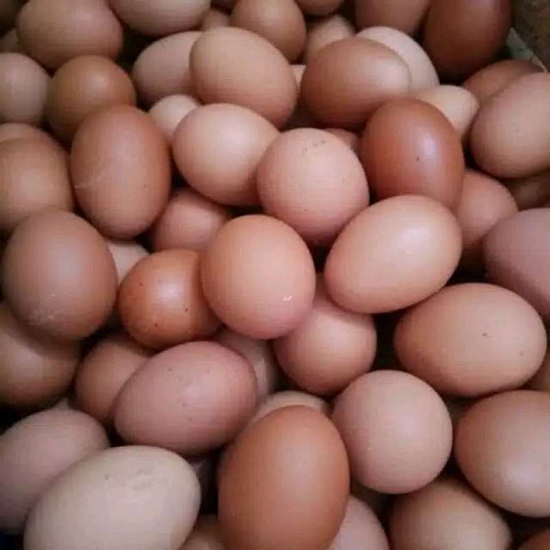 Jual Telur Ayam Negeri 1kg di Seller Agen Telur Nadia - Kab. Sleman, DI ...