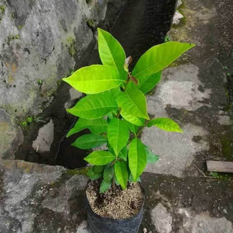 Promo Bibit Pohon Daun Salam Tanaman / Bibit Pohon Salam / Tanaman ...