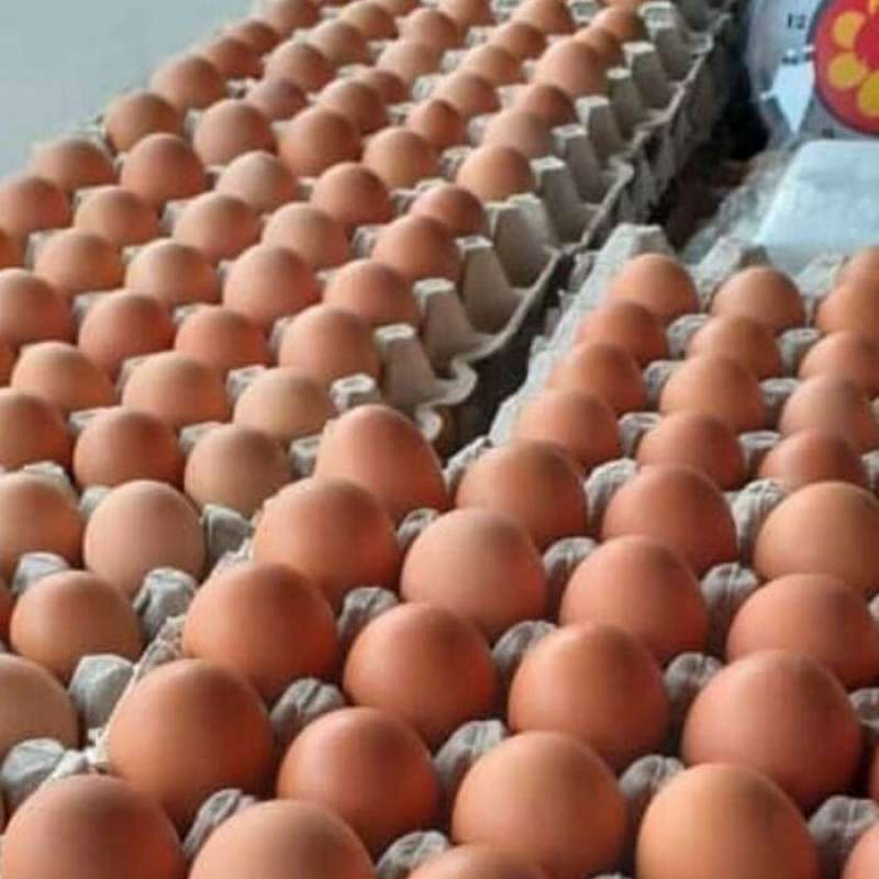 Jual Home Fruits Telur Ayam Negeri/ Telur Ayam/telur Ayam Negeri Curah ...